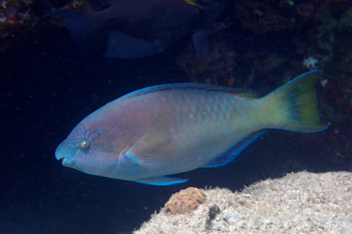 Yellowtail Parrotfish – キビレブダイ - Sweet Island Roy