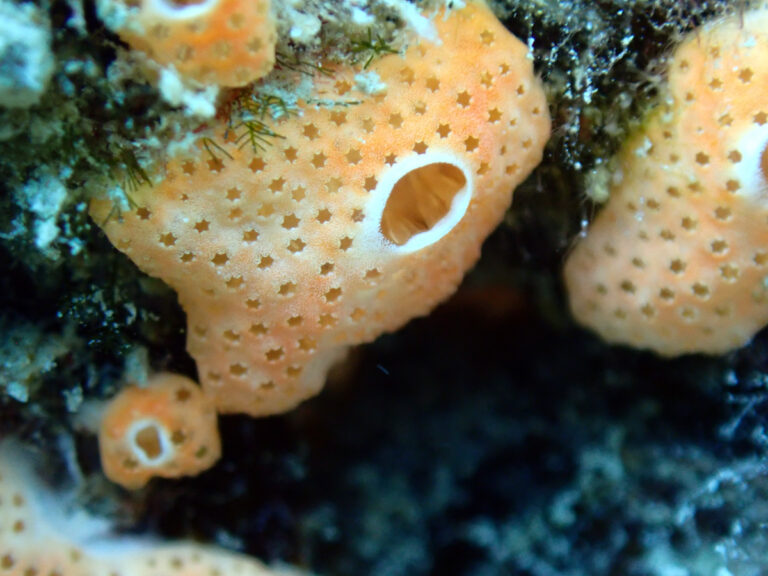 Didemnum - Sweet Island Roy