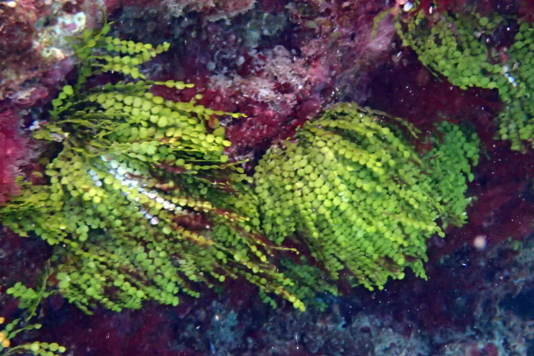 Halimeda - Sweet Island Roy